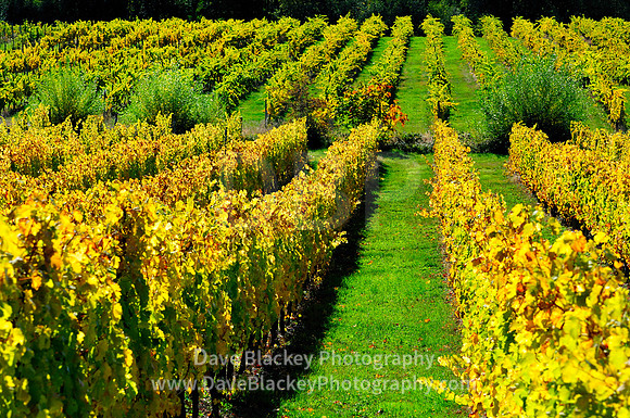 Dave Blackey Photography | Duncan, Maple Bay, Glenora, Cowichan Station ...